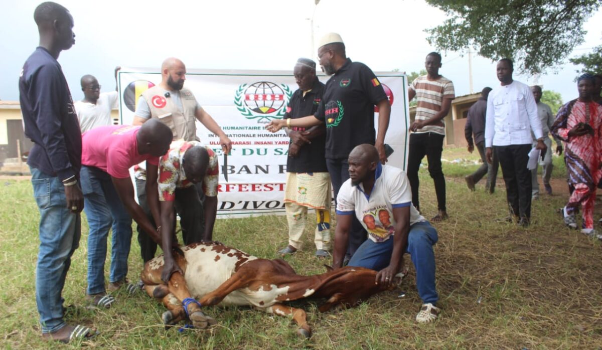 Côte d’Ivoire-AIP / Tabaski 2025: une vingtaine de bœufs distribuée à ...