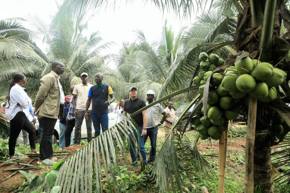 Côte d’Ivoire-AIP/ Alépé: les producteurs de noix de coco sollicitent l ...