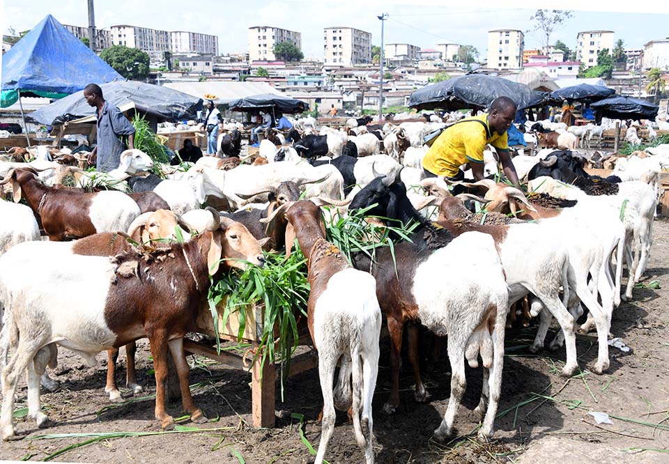 Côte d’Ivoire-AIP/ Des marchés annexes provisoires de bétail ouverts ...