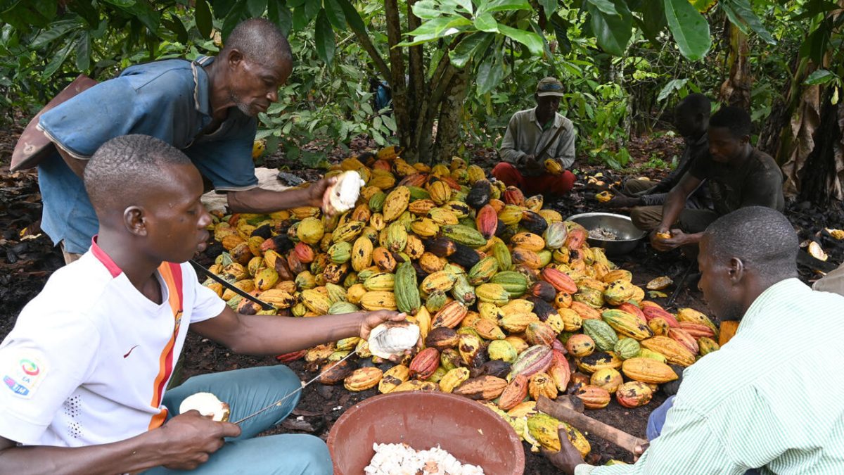 Côte d’Ivoire-AIP/ La filière café-cacao, moteur de croissance ...