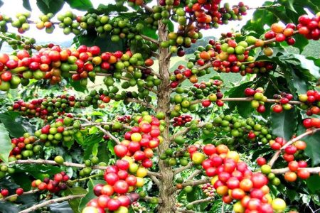 Côte d’Ivoire-AIP/Cap sur la durabilité et la relance de la filière ...