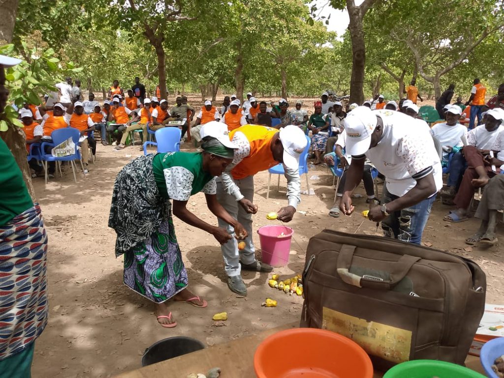 Côte d’Ivoire-AIP/ Des acteurs de l’anacarde de Doropo sensibilisés à ...